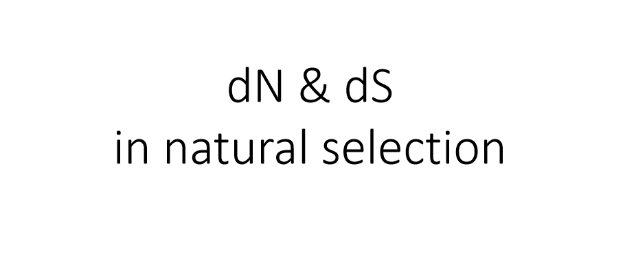 dN/dS 的计算及其核心理念 | Juse's Blog